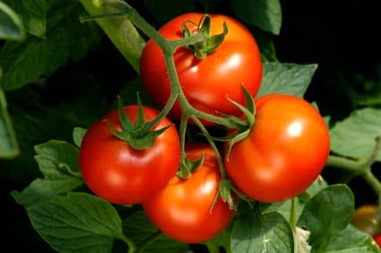 Ten Uses for Fresh Tomatoes - BettyCrocker.com